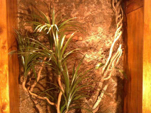 My Snake Enclosures | Aussie Pythons & Snakes Forum