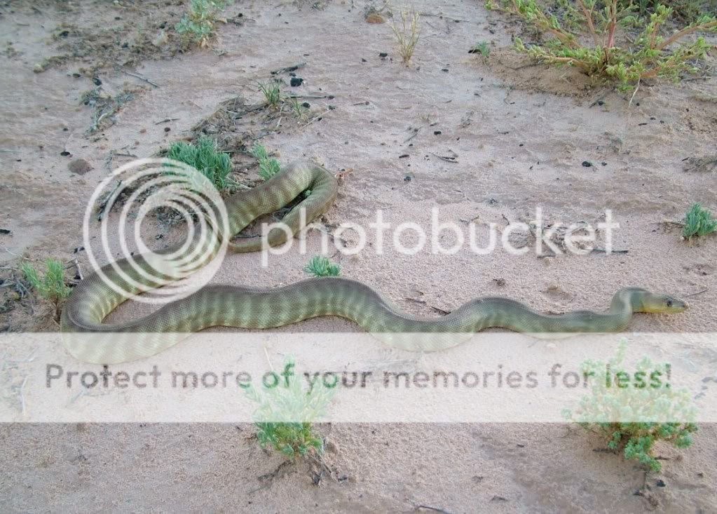 SA woma in the wild | Aussie Pythons & Snakes Forum