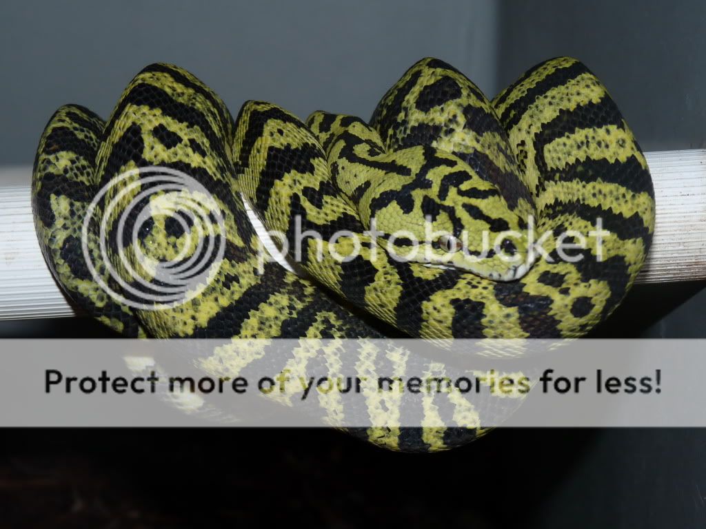 SE England - cb 2009 male carpondro | Reptile Forums