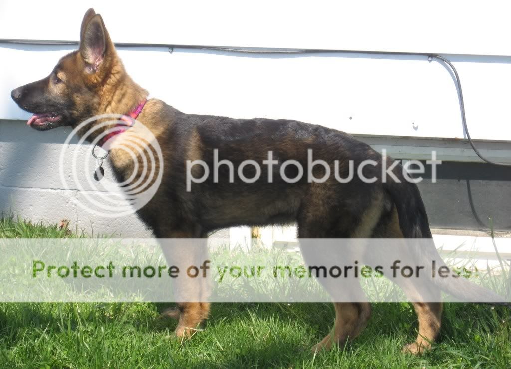 Feebie Update | German Shepherds Forum