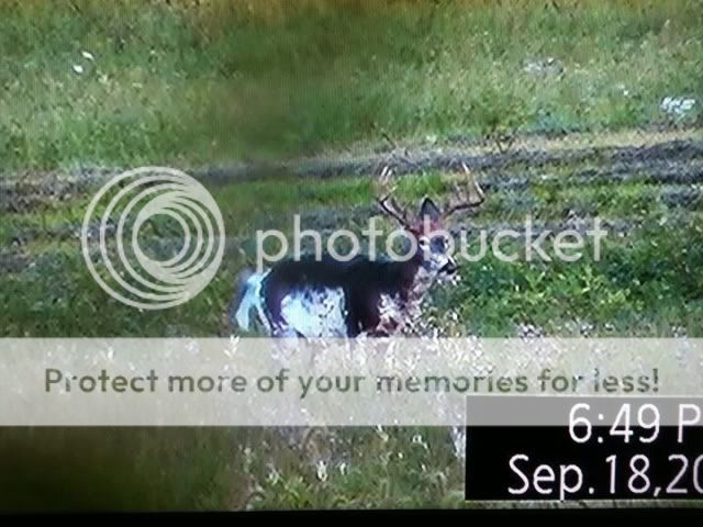 Pie bald 9 point | Page 2 | Archery Talk Forum