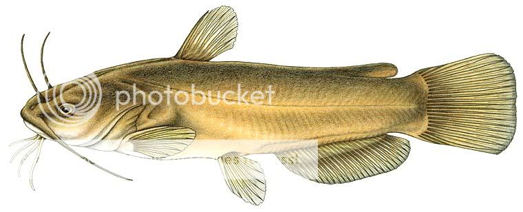 La Barbotte - Le coin des moucheurs - QuébecPêche