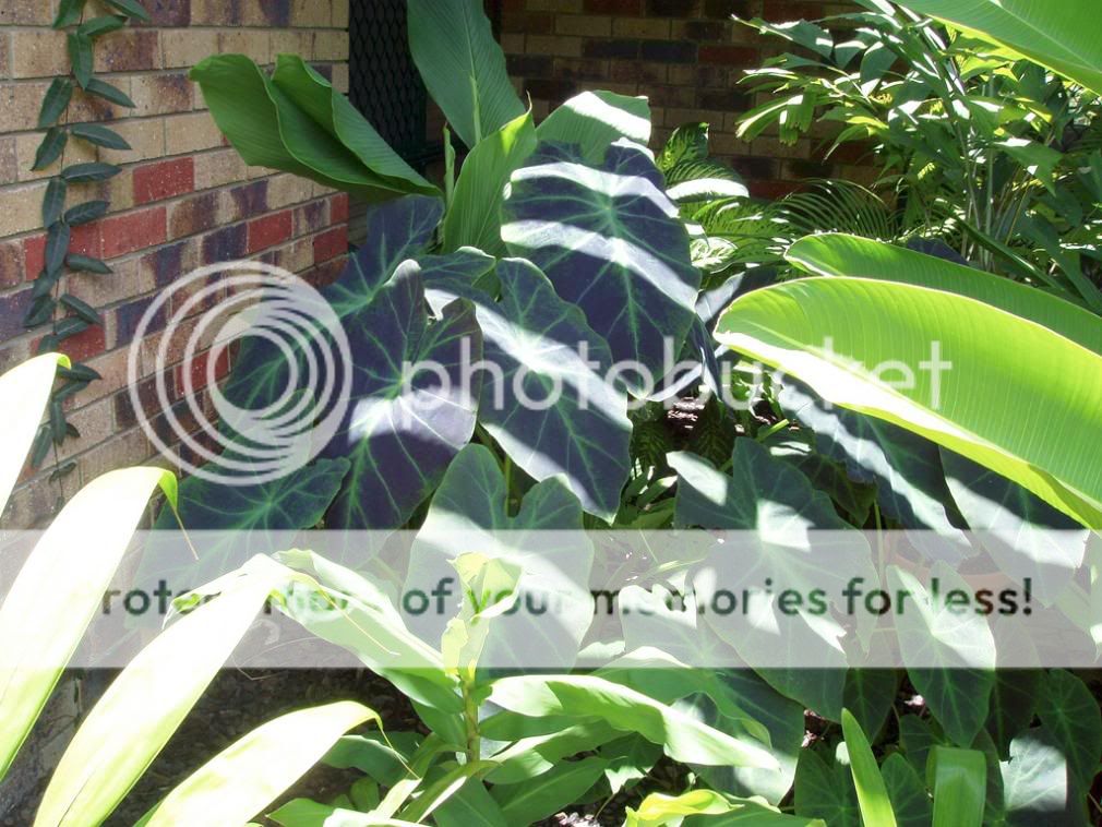 Garden pics - DISCUSSING PALM TREES WORLDWIDE - PalmTalk