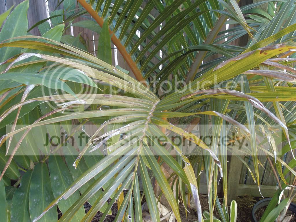 Sick spindle - DISCUSSING PALM TREES WORLDWIDE - PalmTalk